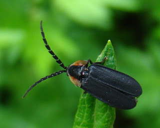 Grandparents Teach, Too: Young Scientists Love Fireflies