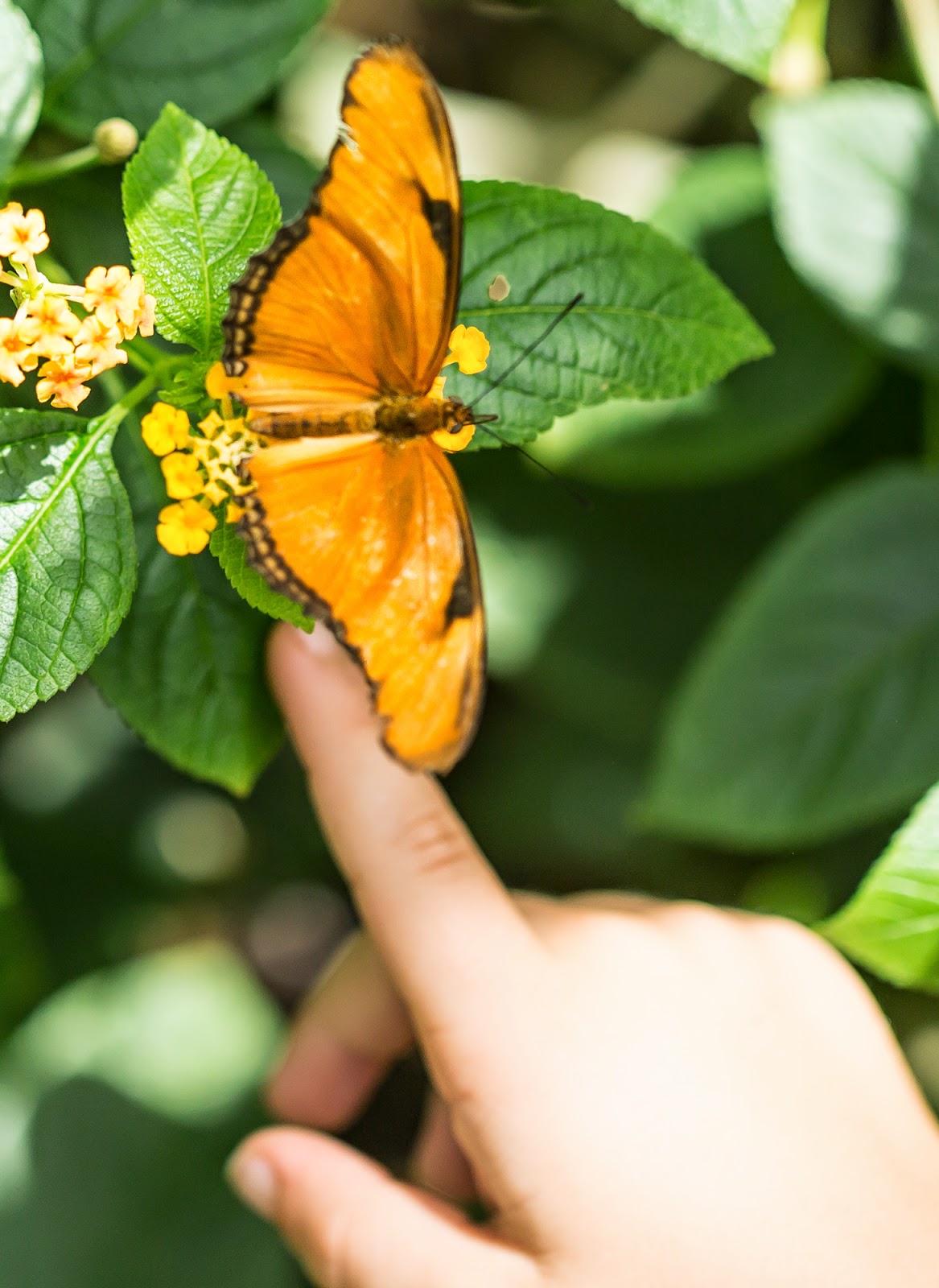 James Gordon Patterson Photography: Butterfly Wonderland