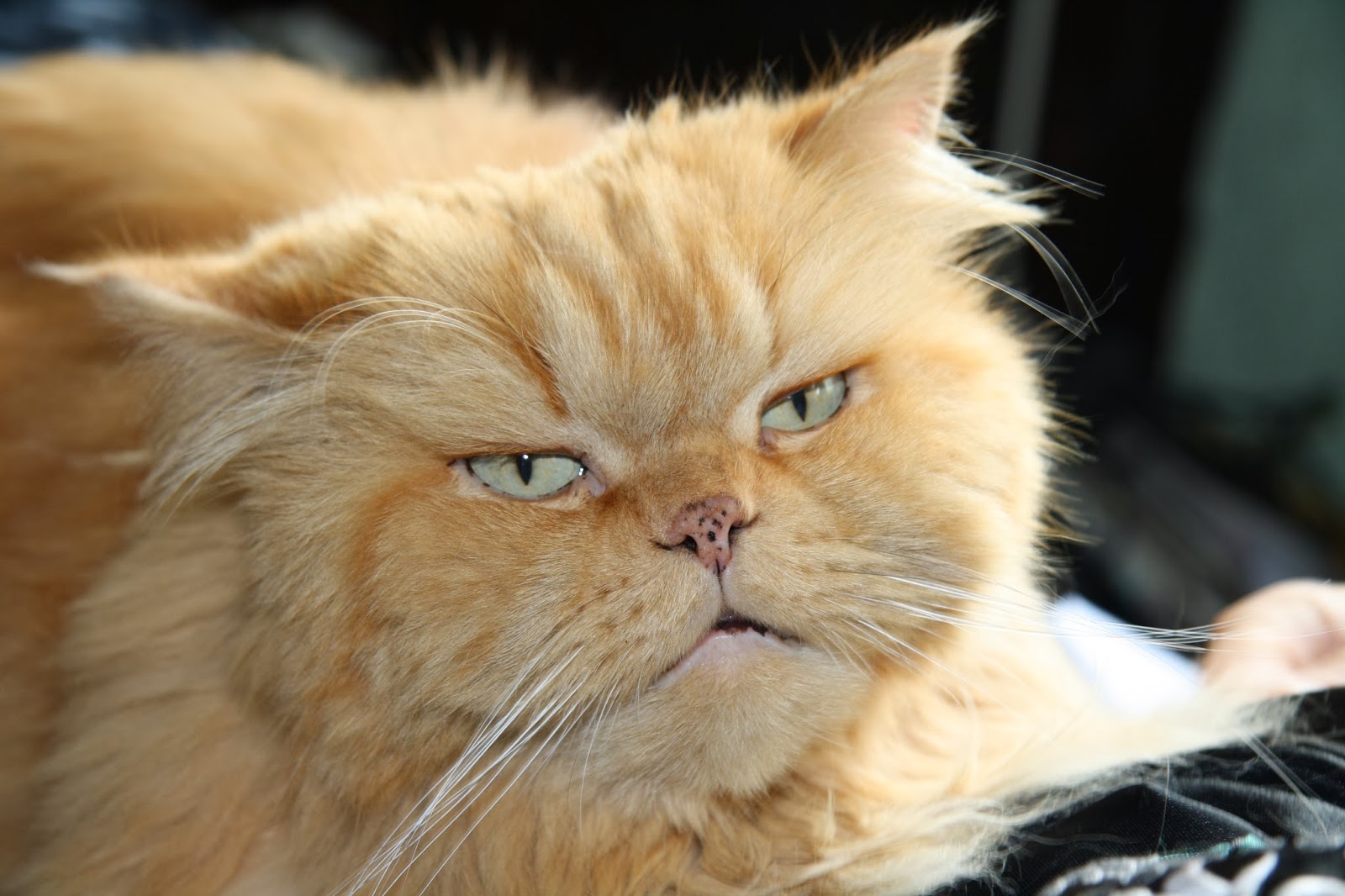 Angel Ginger Jasper: Our tribute : Farewell our beautiful sweet boy xxxxx