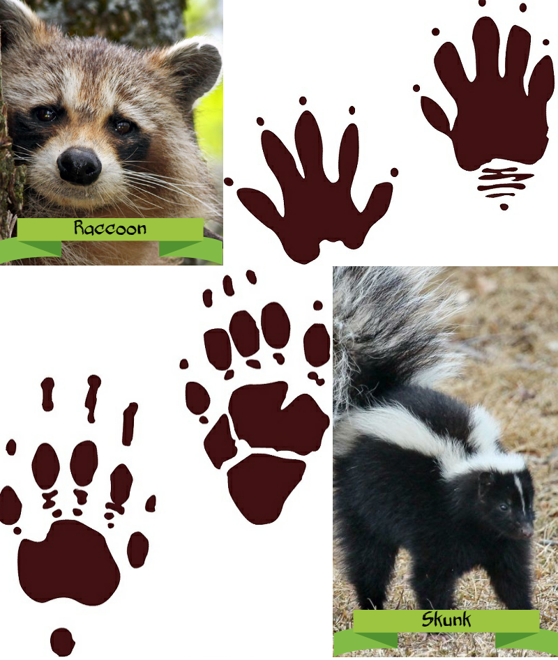 Earth In The Past: How to Identify 10 Common Animal Tracks