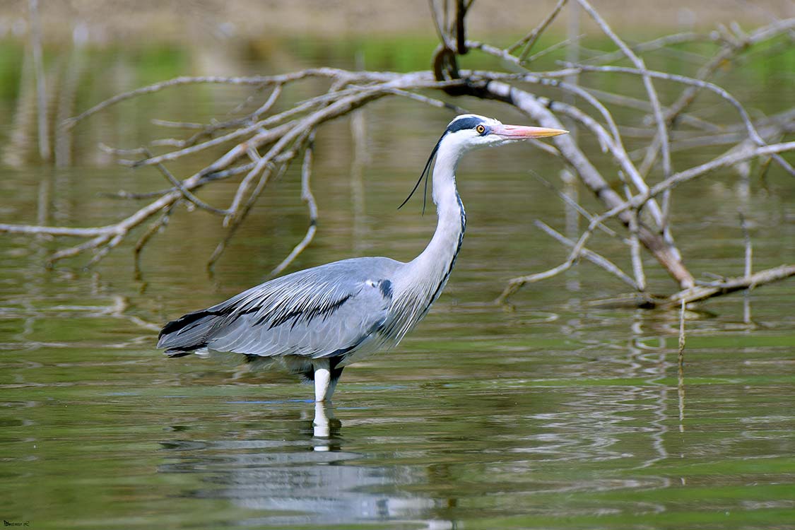 Objetivo: Naturaleza Viva: Garza real (Ardea cinerea)