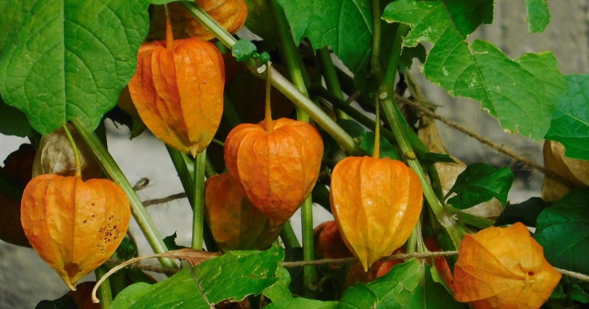 LA MULTI ANI, ROMANIA!: Fructe portocalii