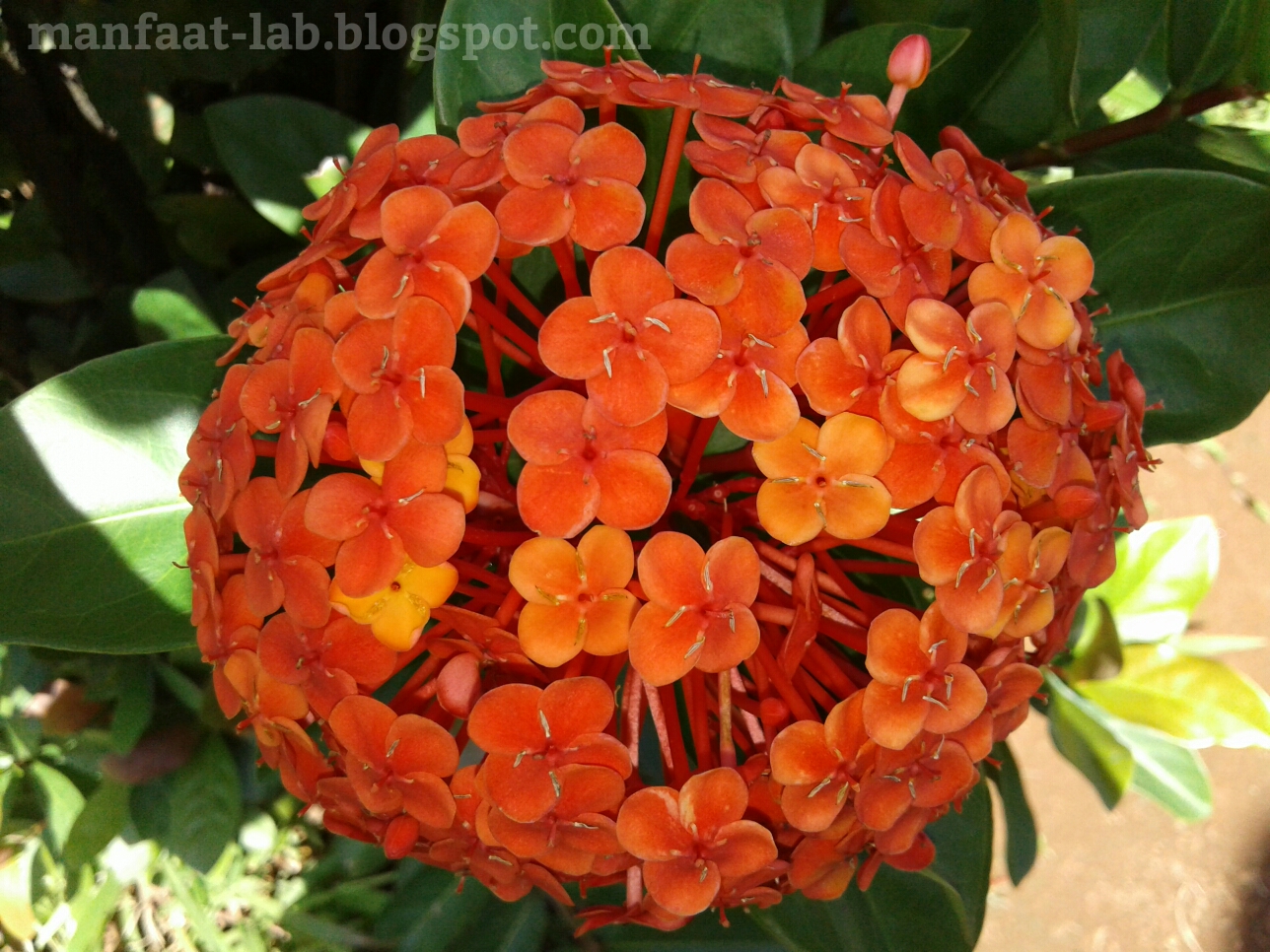 Macam-macam bunga Suko/Suka jawa - Manfaat-Lab