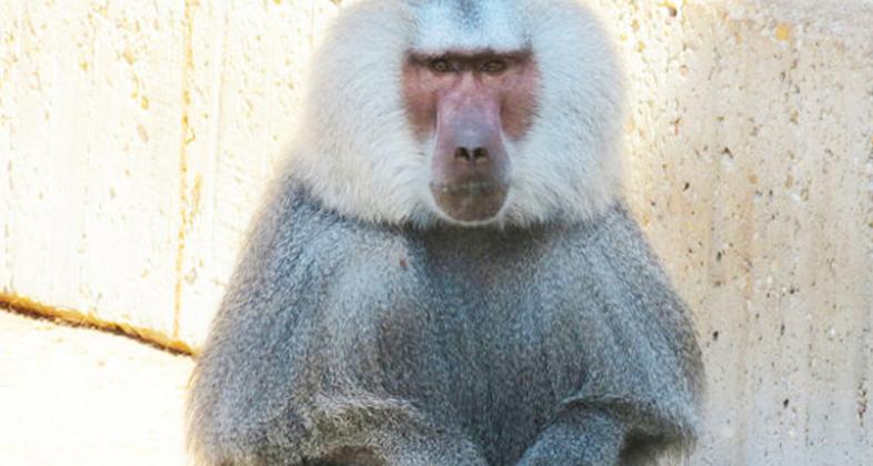 EL CAJON DE LOS CONOCIMIENTOS: PAPIÓN