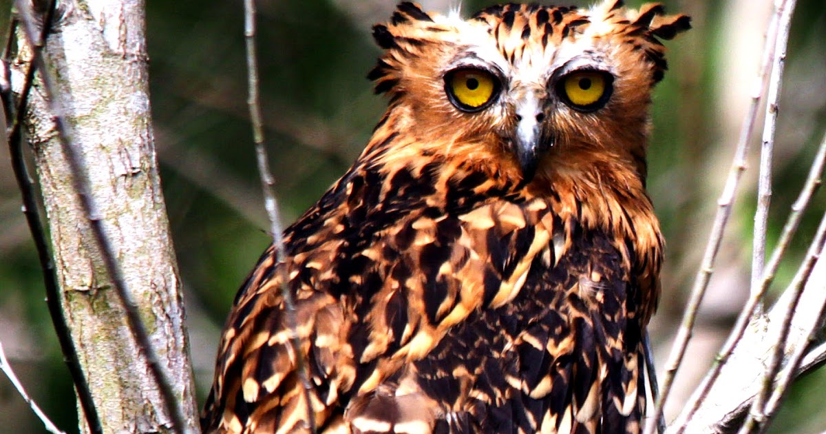 SOUTH EAST ASIA BIRDS - Malaysia birds paradise: Owl