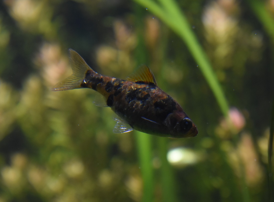 ZOOTOGRAFIANDO (6.100 ANIMALS): BARBO PIEL DE SERPIENTE / SNAKESKIN ...