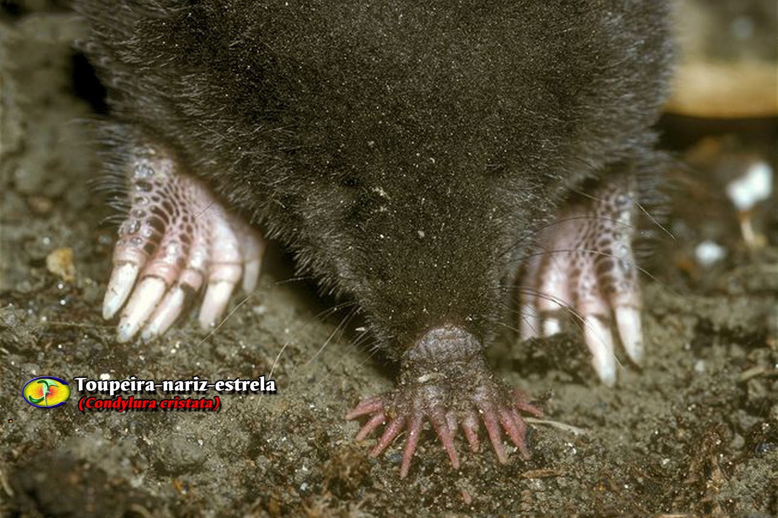 Zoologia: Toupeira-nariz-de-estrela (Condylura cristata)