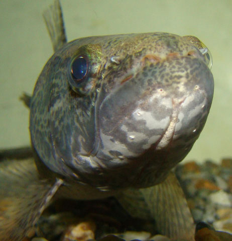 Artes de Pesca: VAMOS A PESCAR TARARIRA