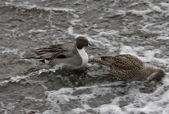 BIRDING - Kyoto, Kansai and Japan: dabbling ducks