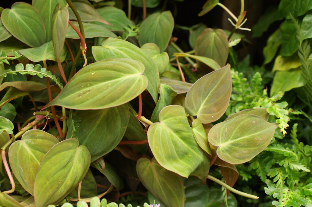 Philodendron micans - Velvet Leaf Philodendron care | Travaldo's blog