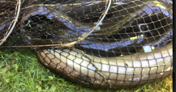 Te Tuna Taone/Urban longfin eels