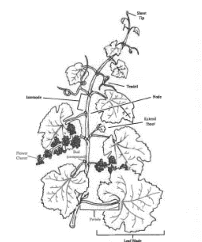 Ampelos (Vine): how to collect and prepare a petiole sample