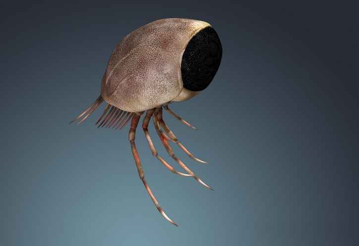 У тёти Сони: Тилакоцефалы, загадочные и большеглазые