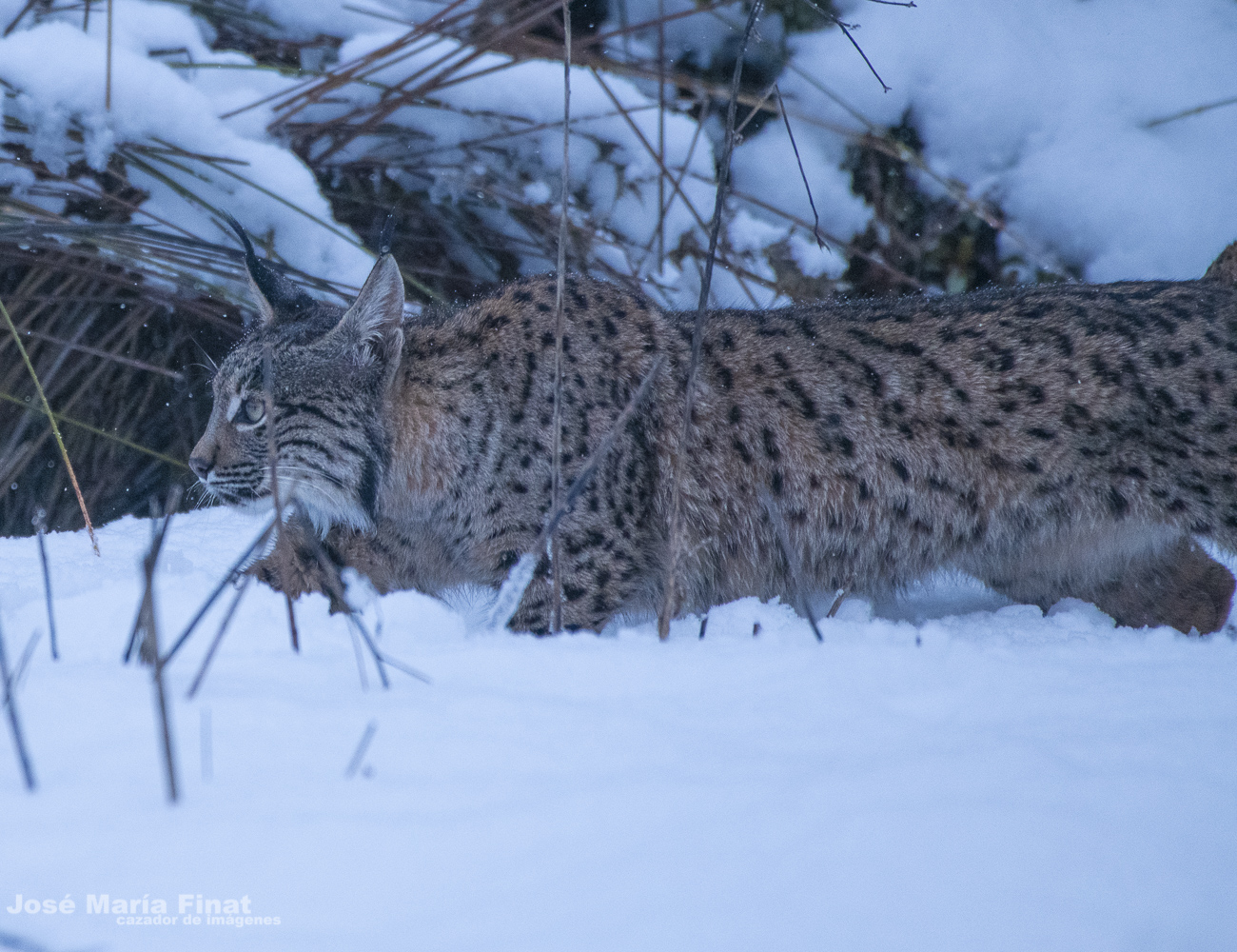 Lince Ibérico (Lynx pardinus) S.O.S.: Linces ibéricos na neve, na ...