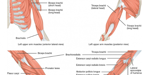 Anatomi Otot Ekstensor Digiti Minimi Pada lengan - Anatomi Tutorial