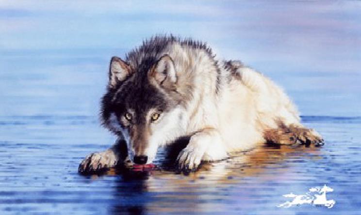 White Wolf : Lesley Harrison - Wildlife artist in Pastels