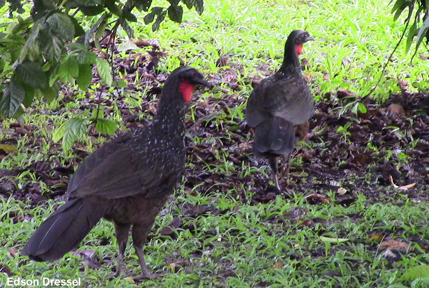 COAMA - Clube dos Observadores de Aves da Mata Atlântica - Joinville ...
