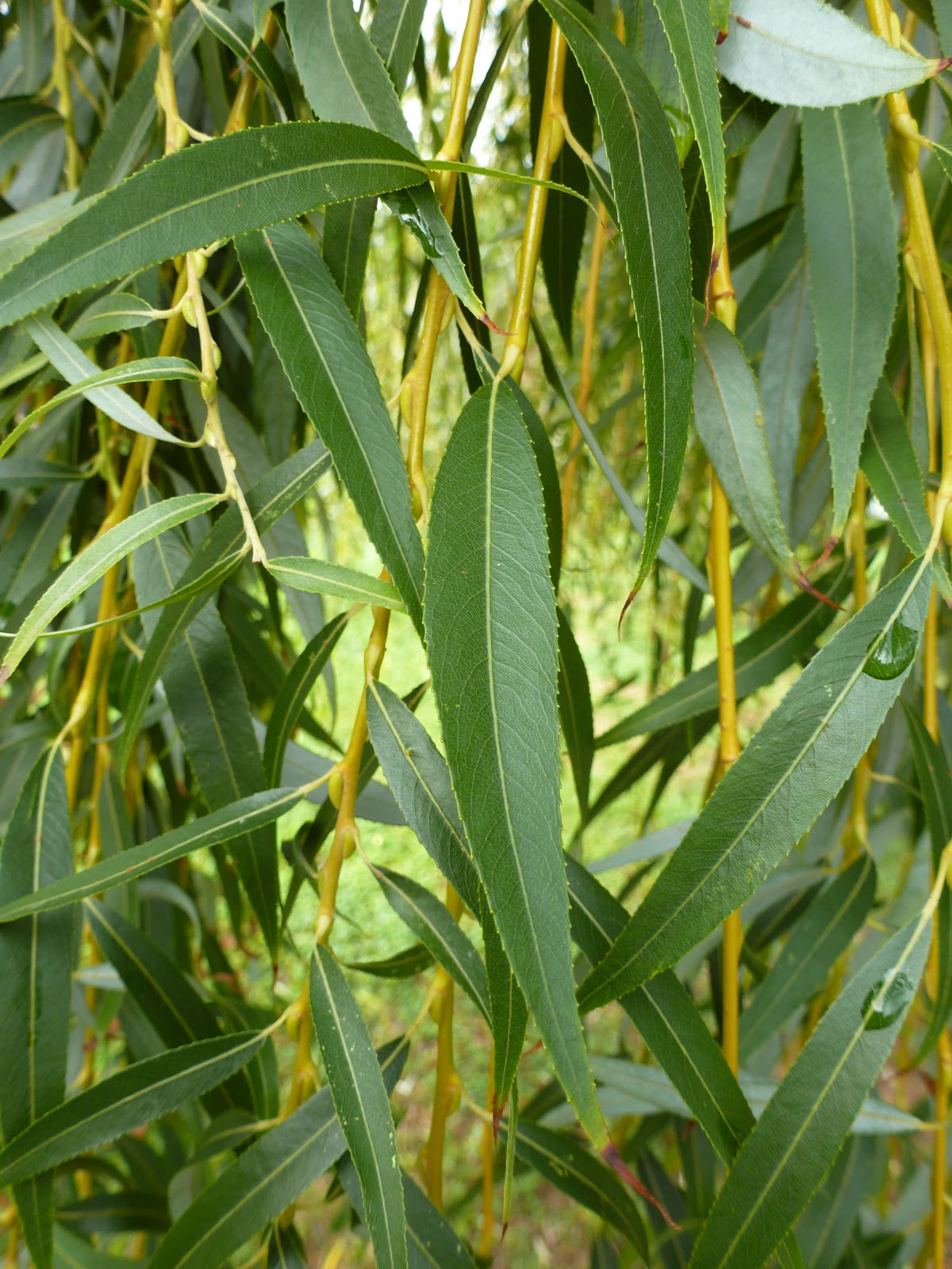 Hoja Subulada (subulata) - Botánica integra