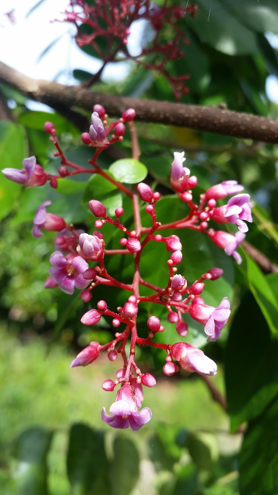 Warisan Petani: Pokok Belimbing Madu