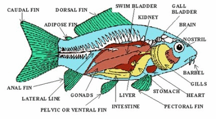 Aquarium: Fish (Anatomy and Biology)