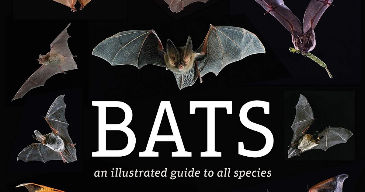 Save the bats ... because their lives are their own ("COVID-19 drives ...