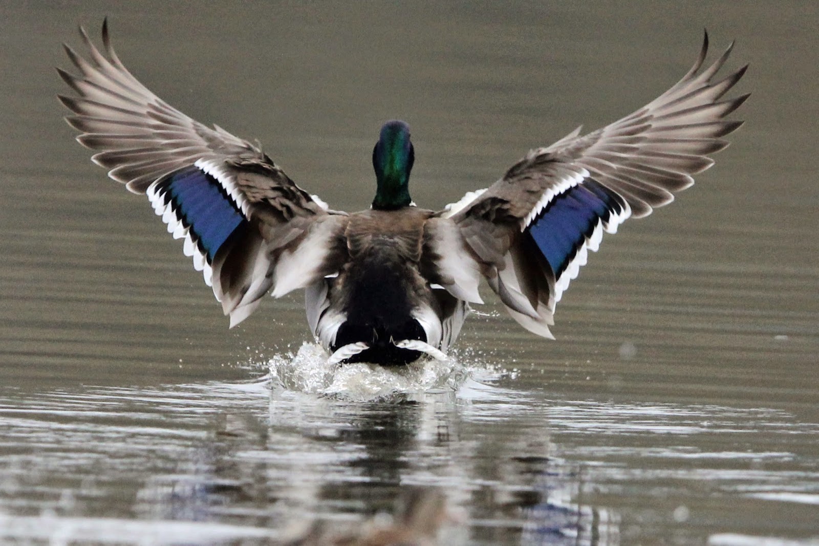 The Green Knee Club: December 2014