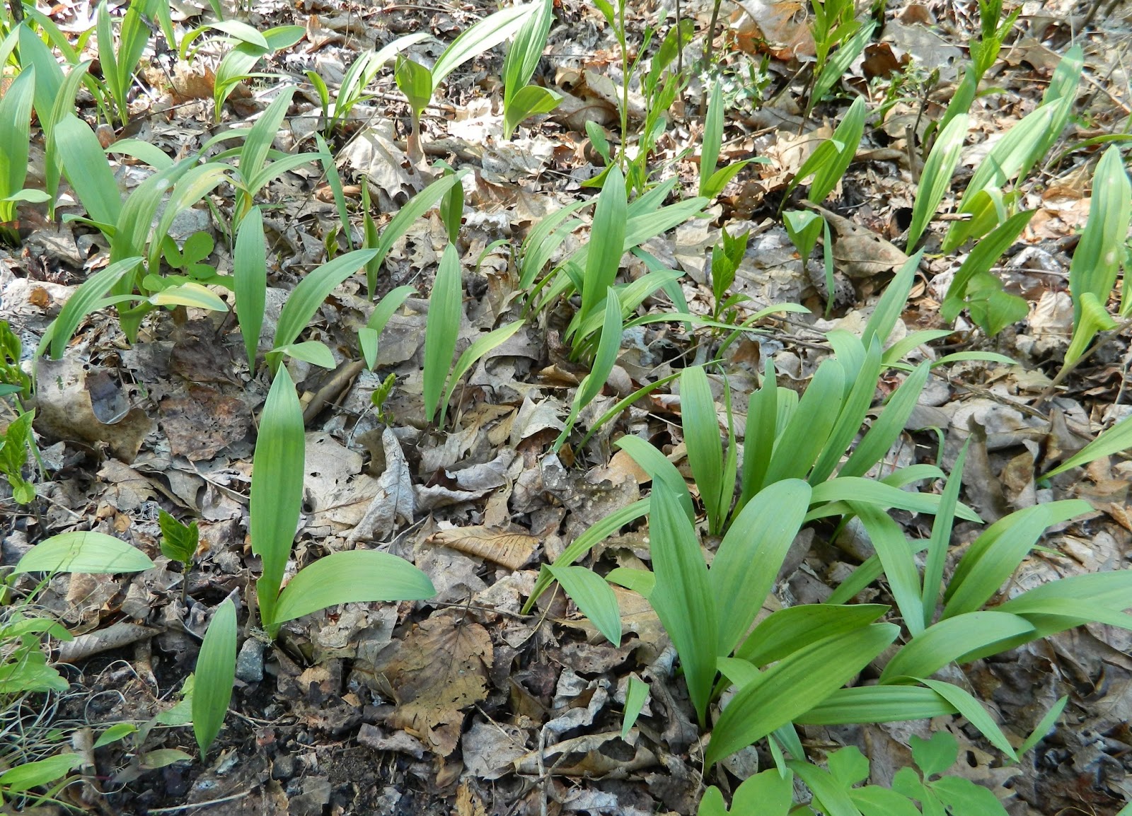 Lise's Log Cabin Life: It's Ramp Time!