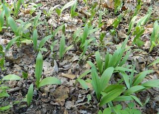 Lise's Log Cabin Life: It's Ramp Time!