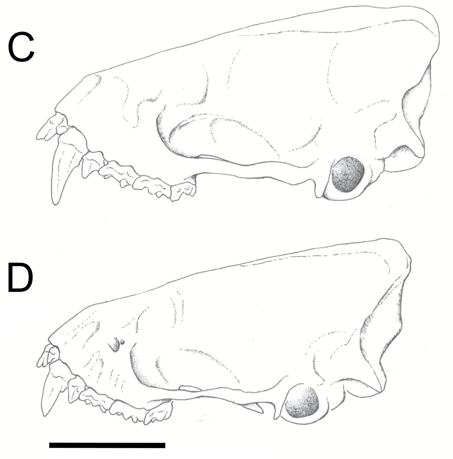 Species New to Science: [Mammalogy • 2018] Cassistrellus gen. nov. • A ...
