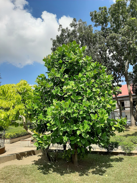 The fruit of the catmon tree