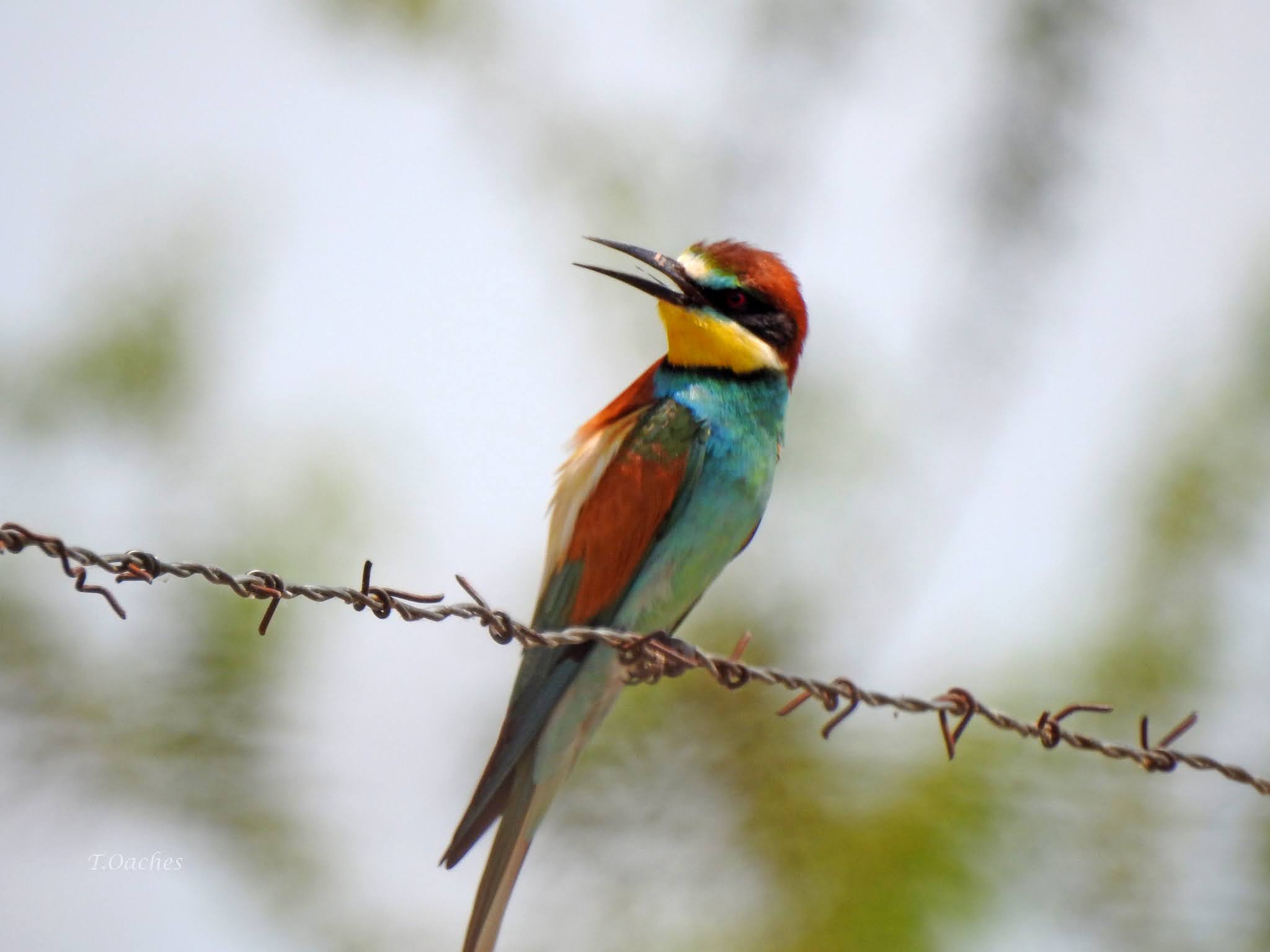 PASARI DIN ROMANIA: PRIGORIE, Merops apiaster