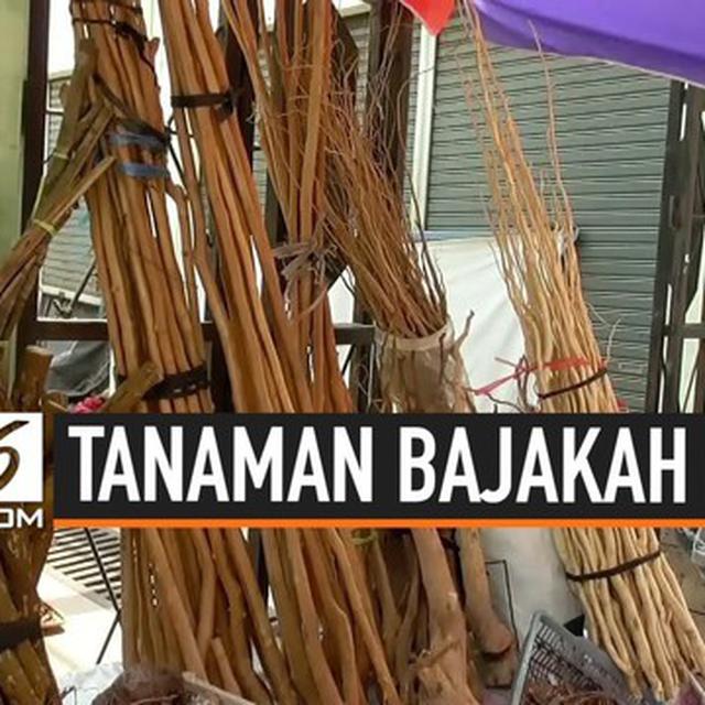Tumbuhan Bajaka Kalimantan Diakui Dunia Sebagai Obat Penyembuh Tumor ...