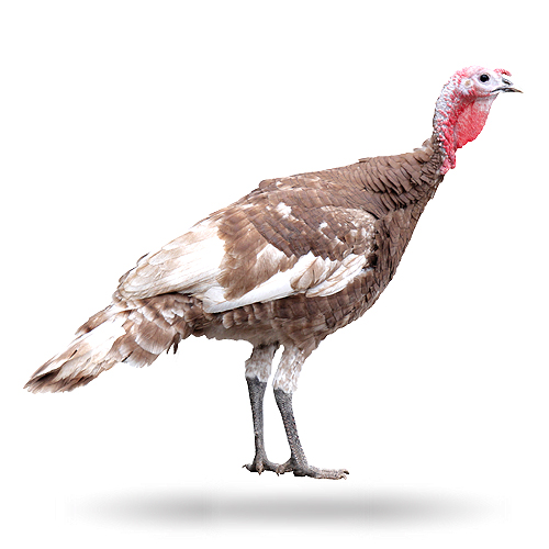 Especial Navidad: el pavo