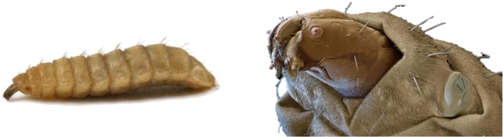 Siklus Hidup Lalat Tentara Hitam (Black Soldier Fly)