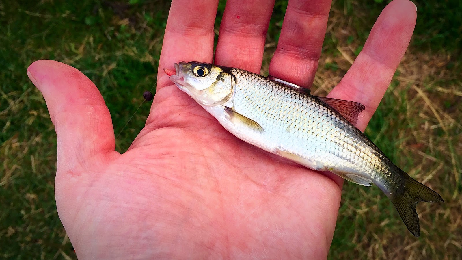 Piscatorial Quagswagging: Warwickshire Avon - Big Dace and the colossal ...