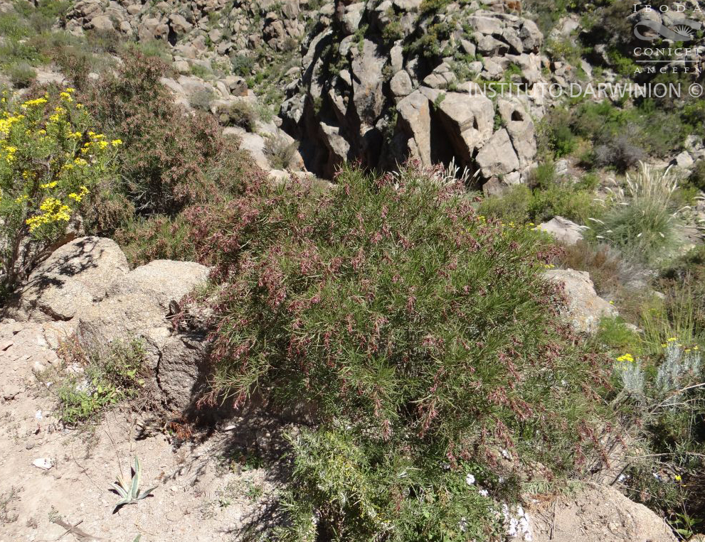 Argentina nativa: Chilca (Acanthostyles buniifolius)