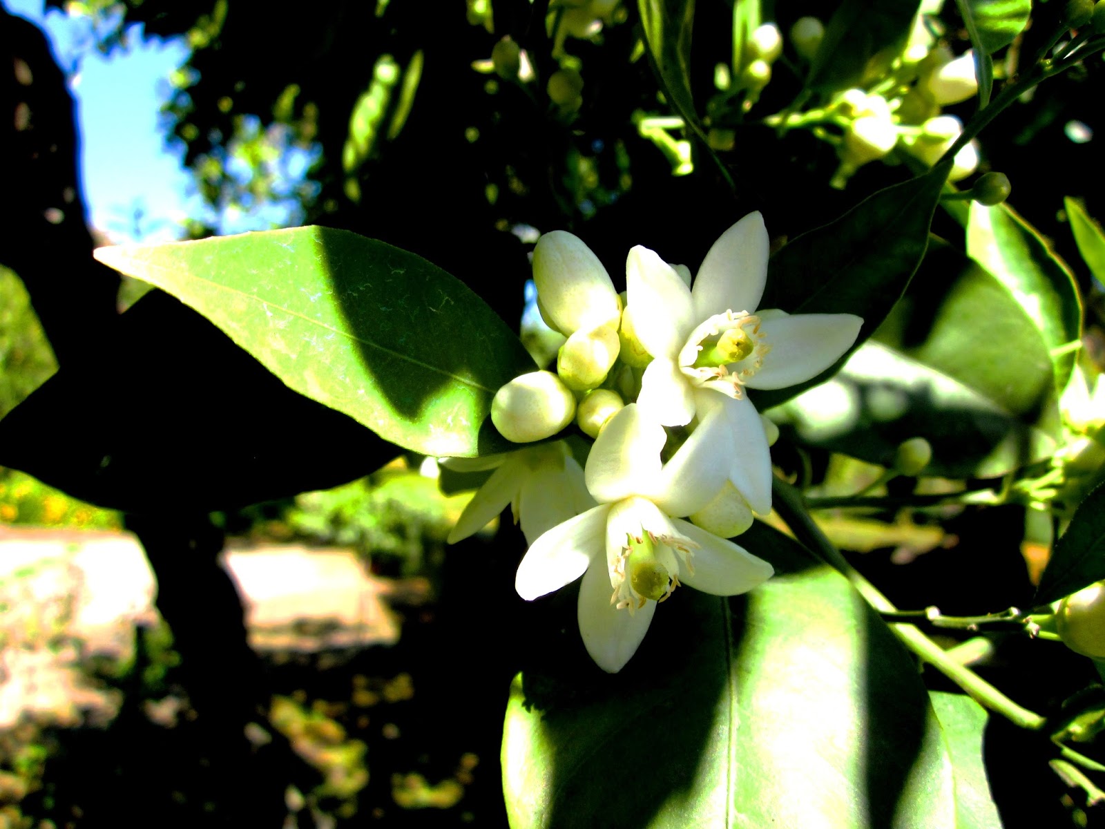 La acequia: Huela a azahar Sevilla