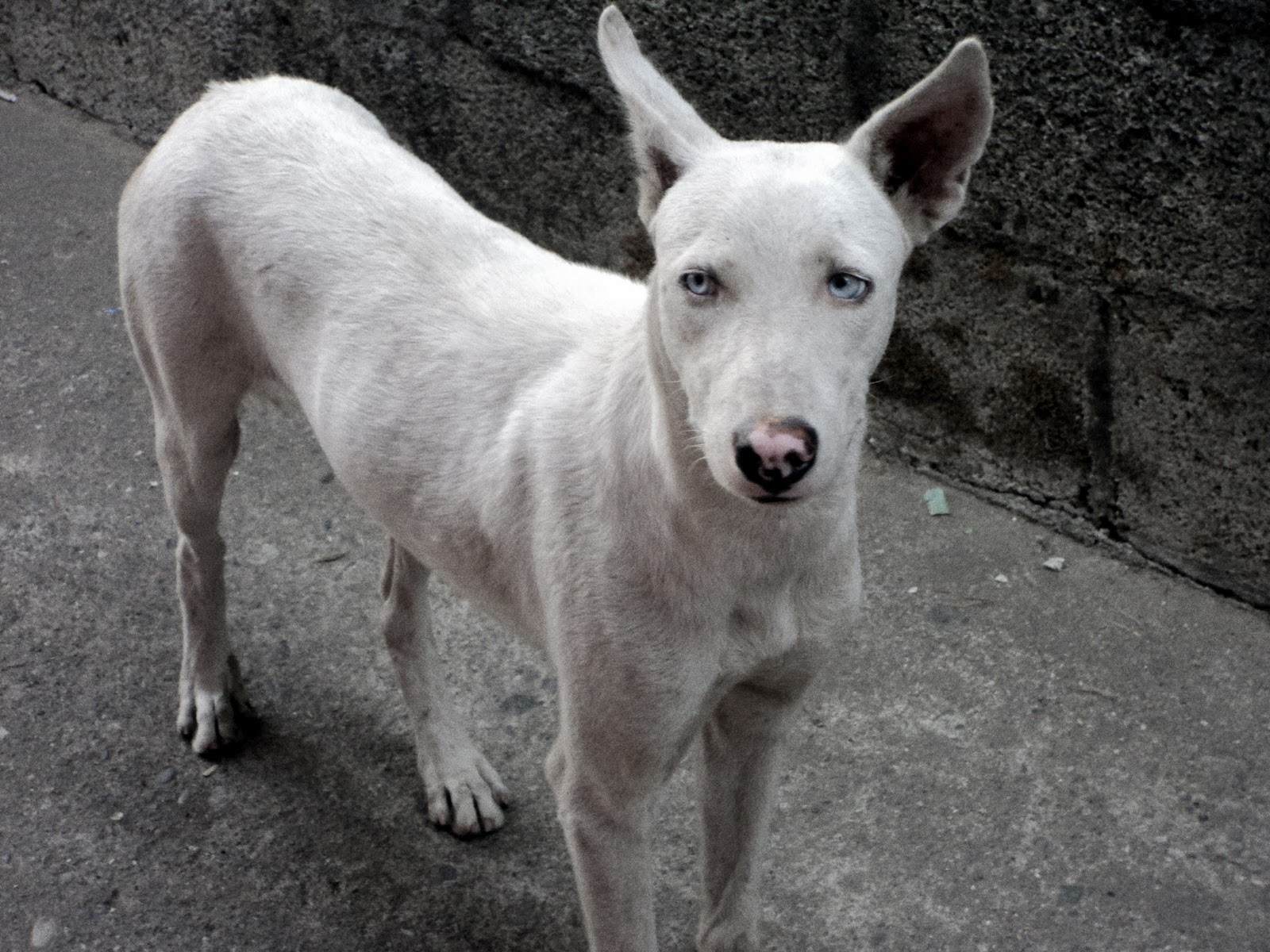 Donde el viento me llevó: Cadejo
