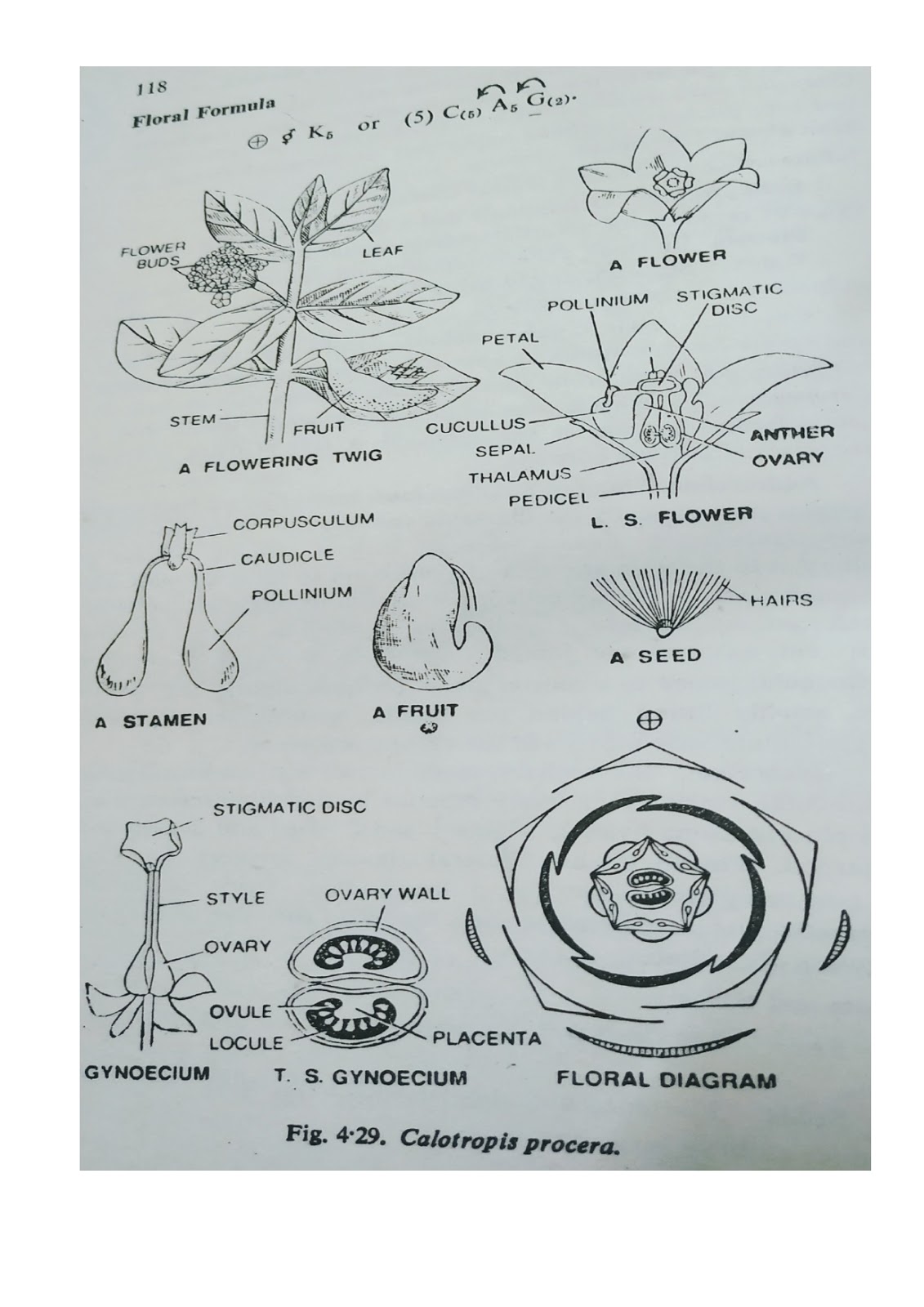 Department of Botany, Girraj Govt. College: 2019
