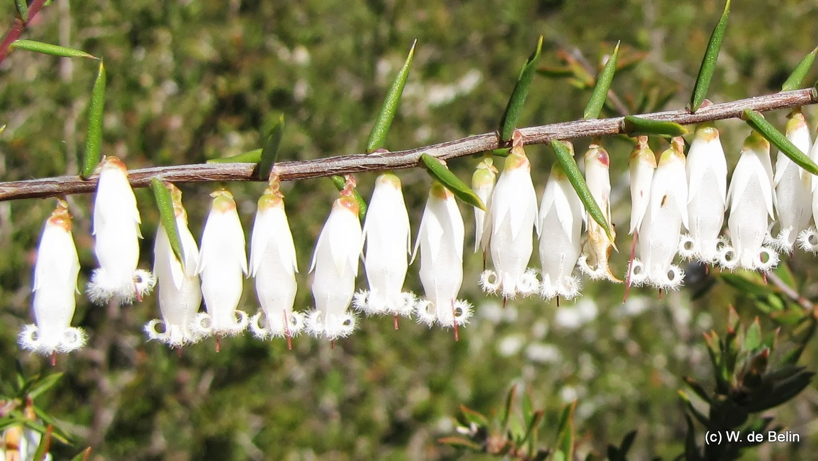 Sydney's Wildflowers and Native Plants: Leucopogon fletcheri subsp ...
