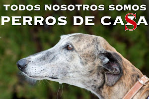 NOBLE GALGO: 6ª DIFUSIÓN: ¡Y AQUÍ LLEGA CHENCHO! EN ADOPCIÓN