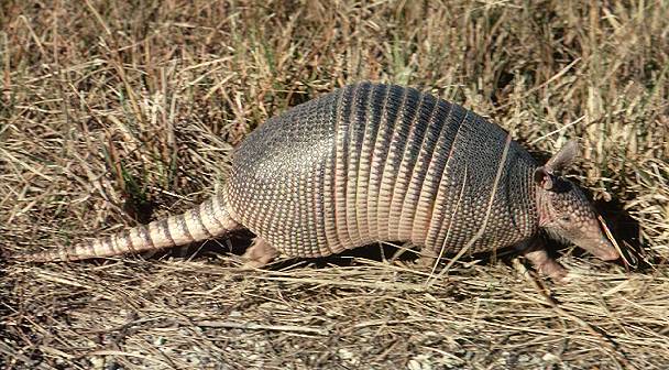 Animales en el Planeta: El armadillo de nueve bandas, huech, armado ...
