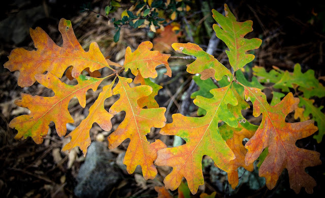 Simplicity Itself Photography: Fall Leaves In Prescott Arizona