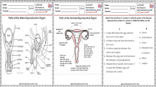 SCIENCE V- HUMAN REPRODUCTIVE... WORKSHEETS - The Teacher's Craft