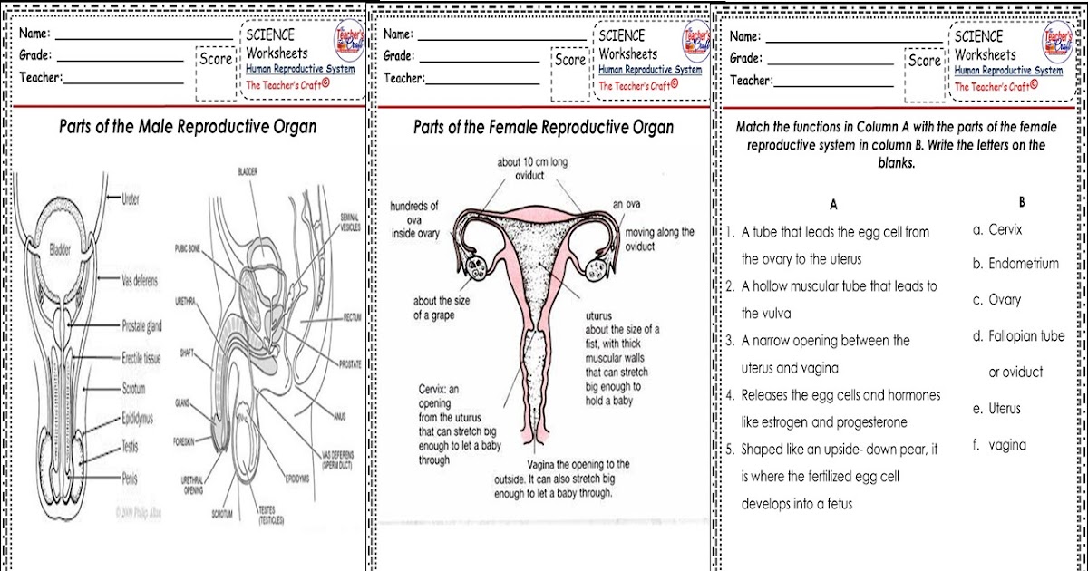 SCIENCE V- HUMAN REPRODUCTIVE... WORKSHEETS - The Teacher's Craft