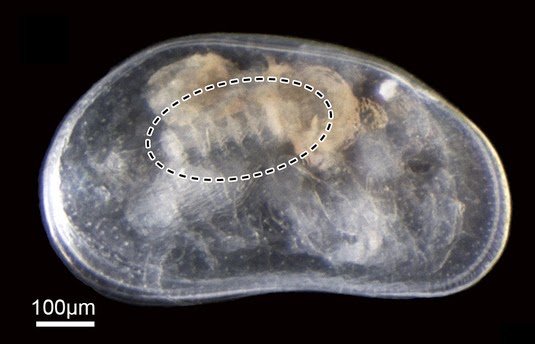 In An Extraordinary Find Scientists Have Discovered Ancient Giant