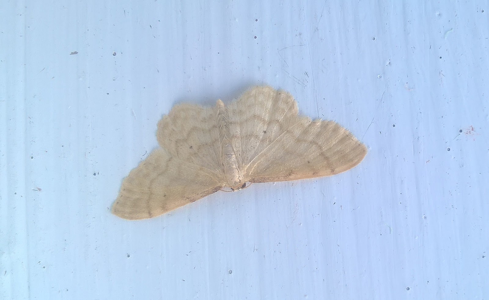 Non-Stop Birding: Juvenile Starlings, moths, a bee and a deadly mystery