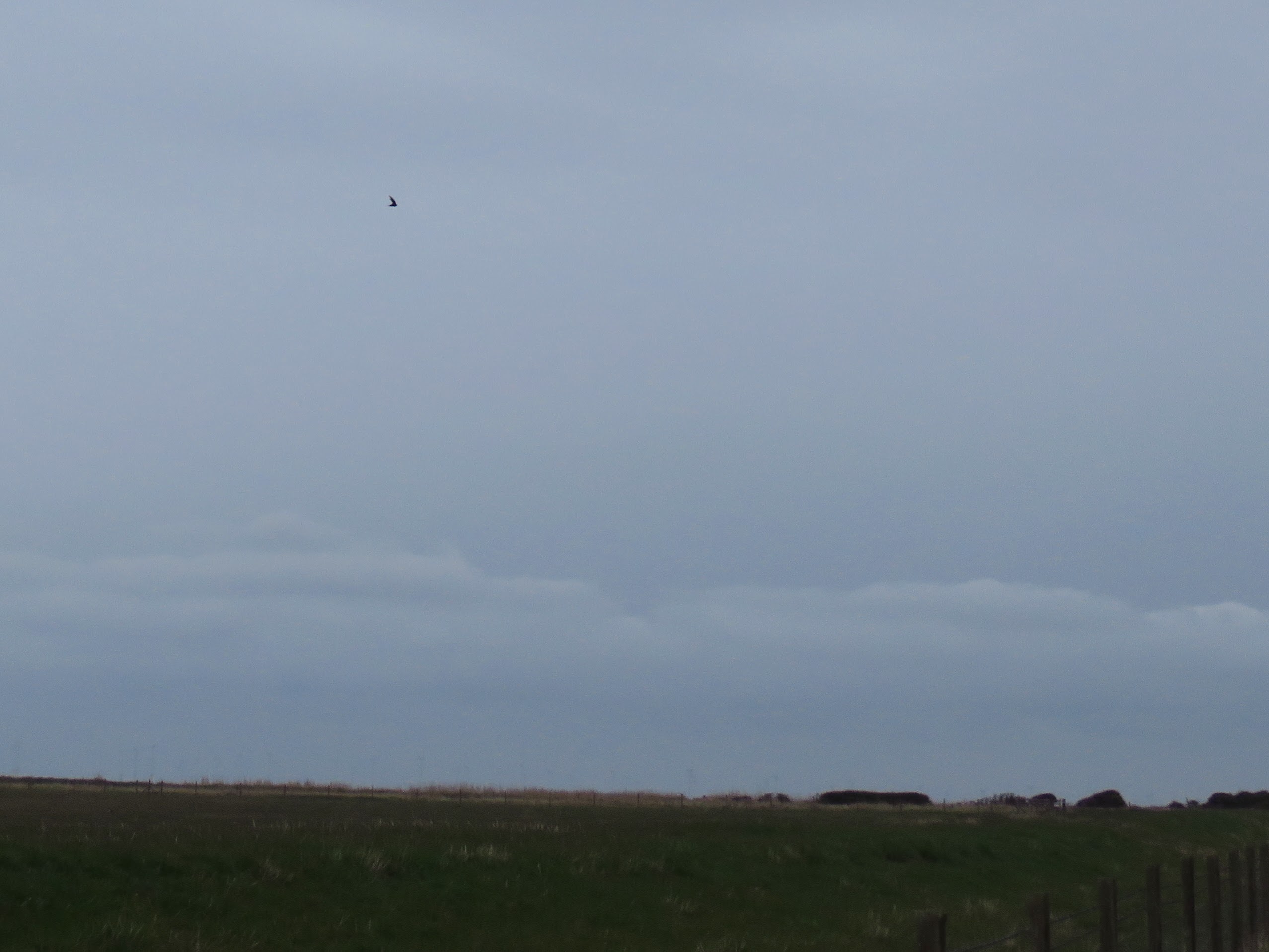 Wild at Hull: Spurn and Kilnsea spring migration