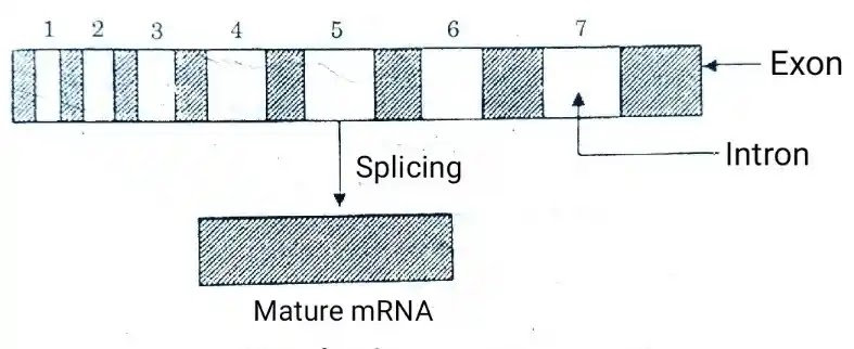 Intron & Exon : Definition, Characteristics, Distribution ...