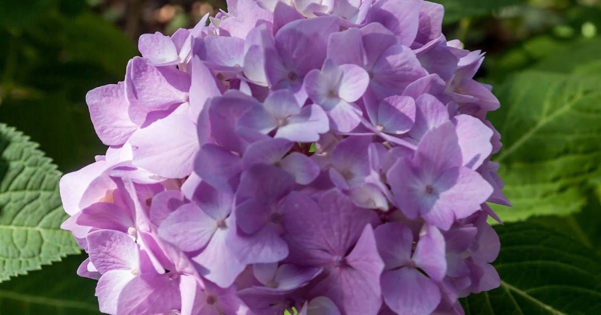 NEW SAVANNA: Lavender hydrangea